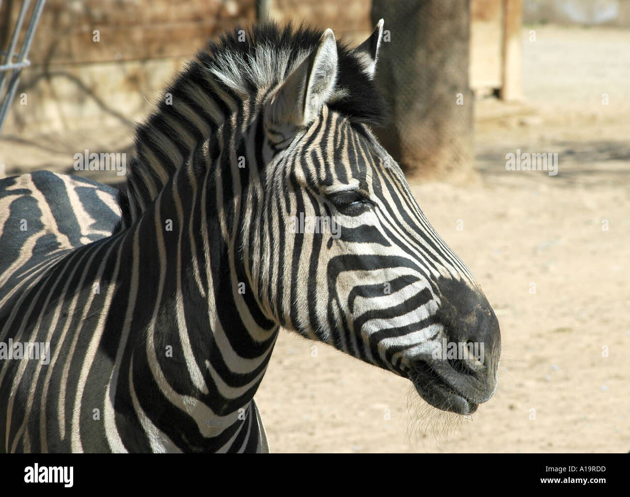 Chapman zebras hi-res stock photography and images - Alamy