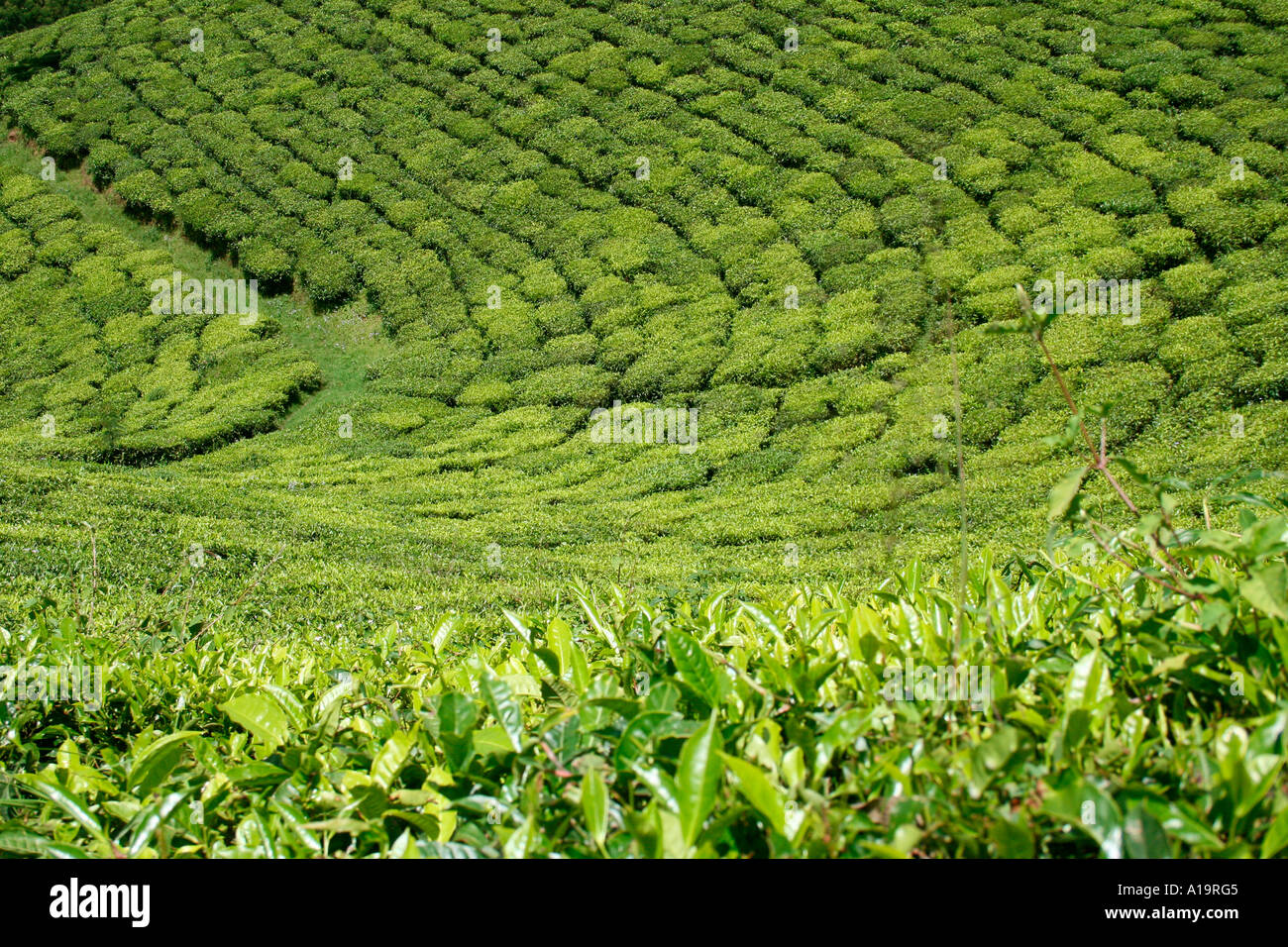 Tea estate in Munnar, a major hill station and tourist destination in ...