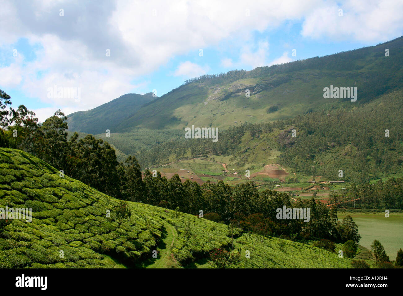 Tea estate in Munnar, a major hill station and tourist destination in ...