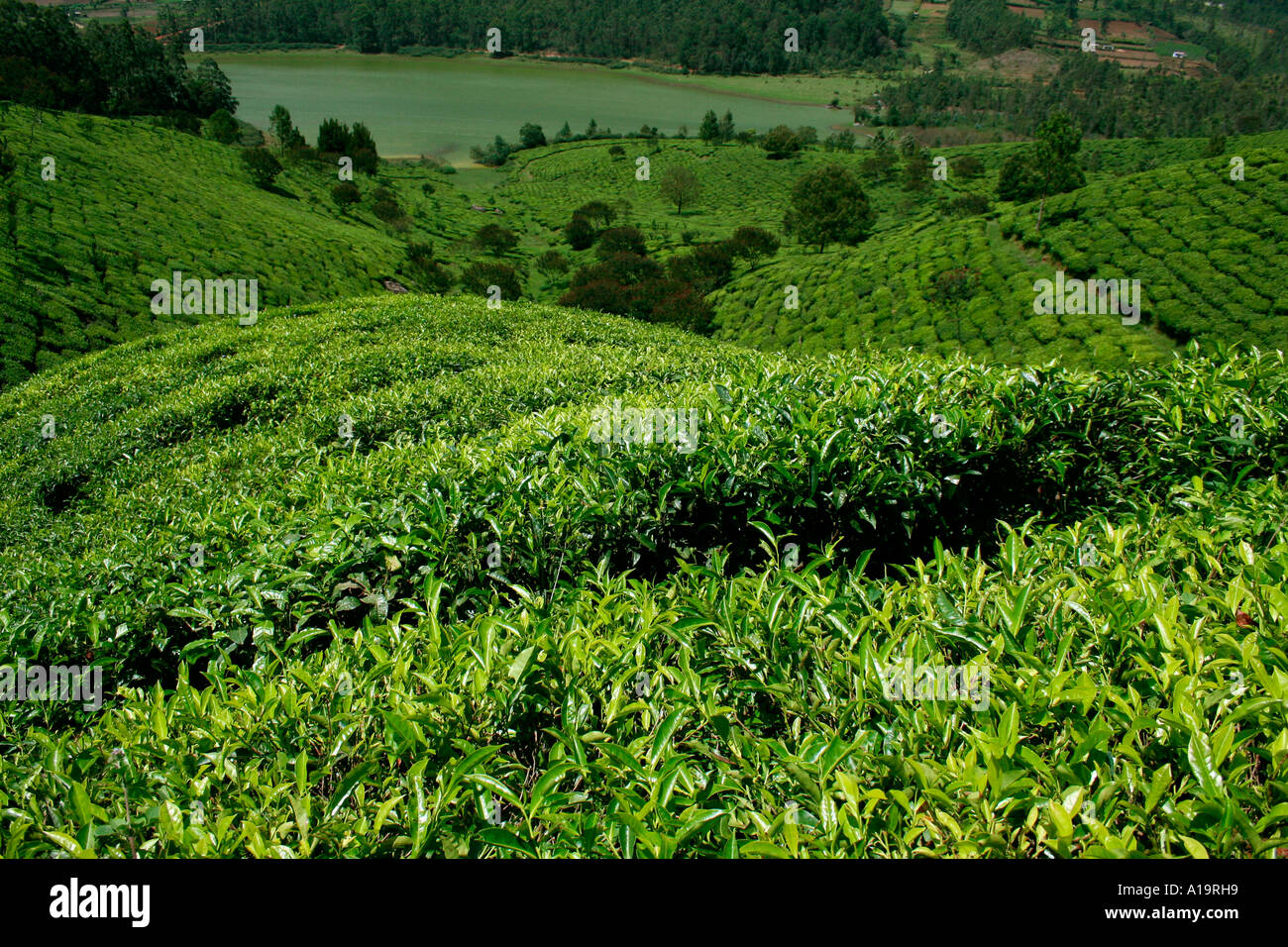 Tea estate in Munnar, a major hill station and tourist destination in ...