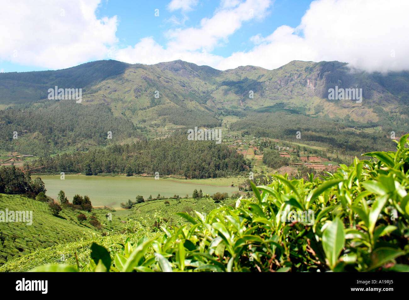 Tea estate in Munnar, a major hill station and tourist destination in ...