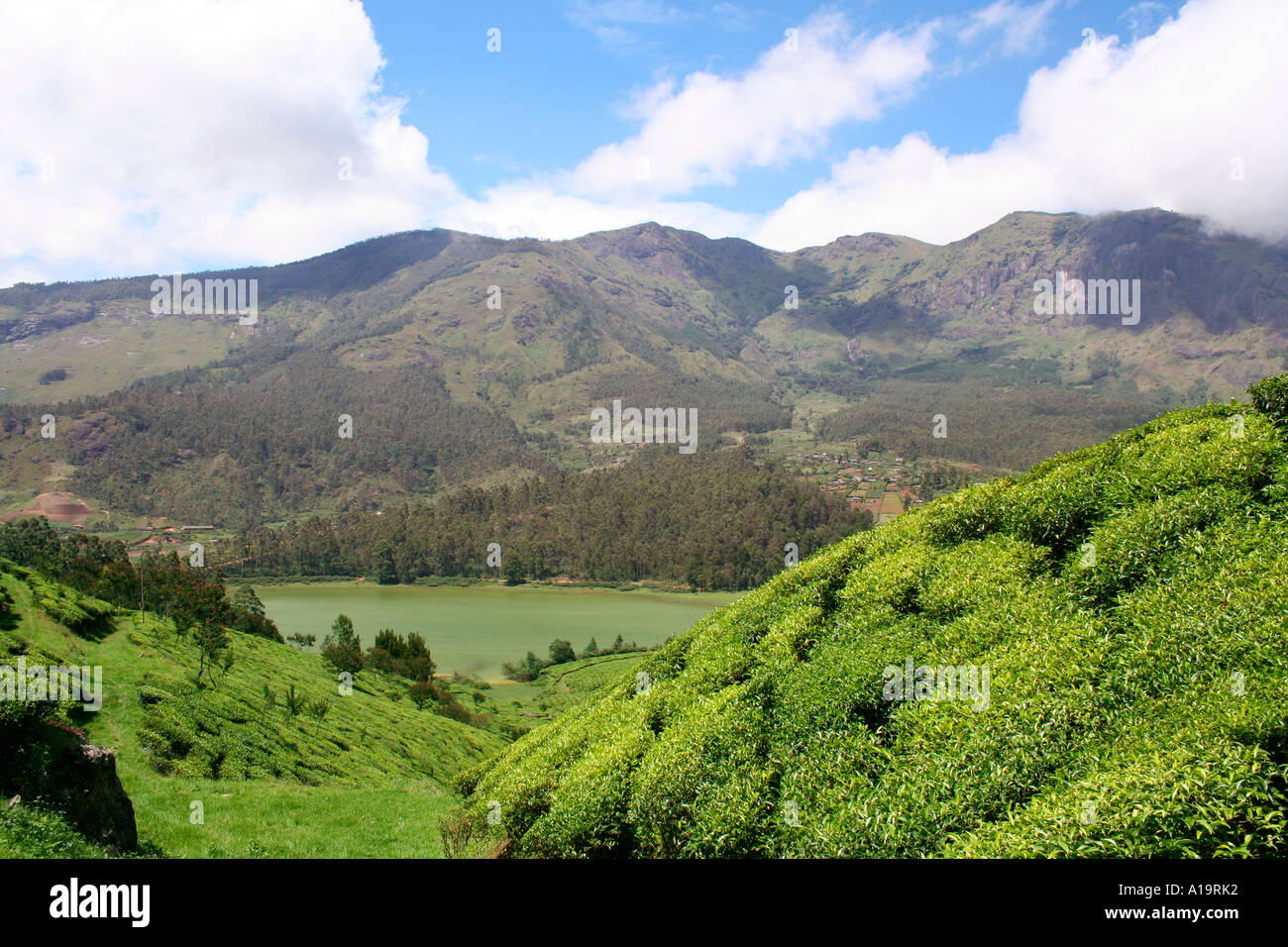 Tea estate in Munnar, a major hill station and tourist destination in ...