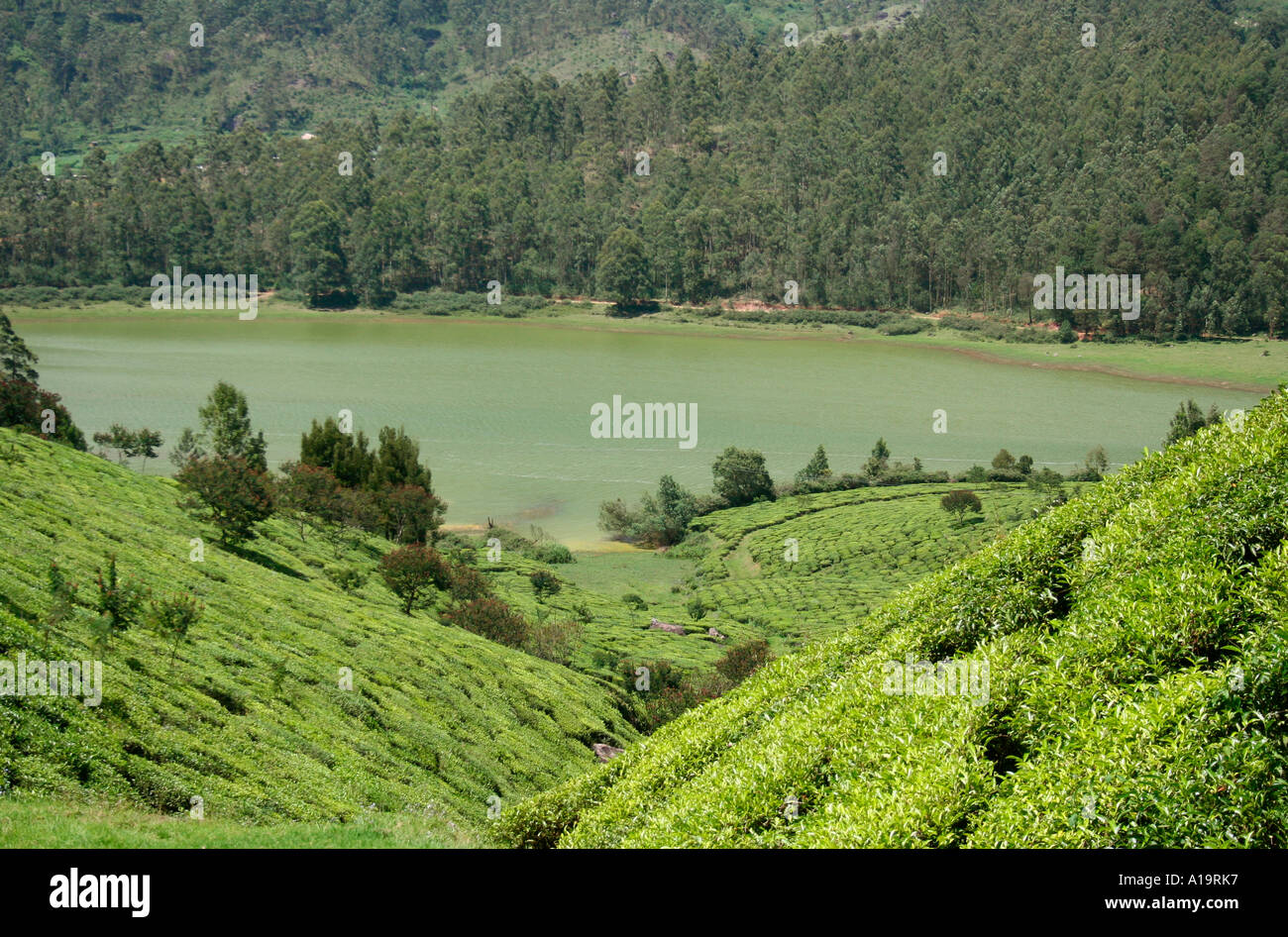 Tea estate in Munnar, a major hill station and tourist destination in ...