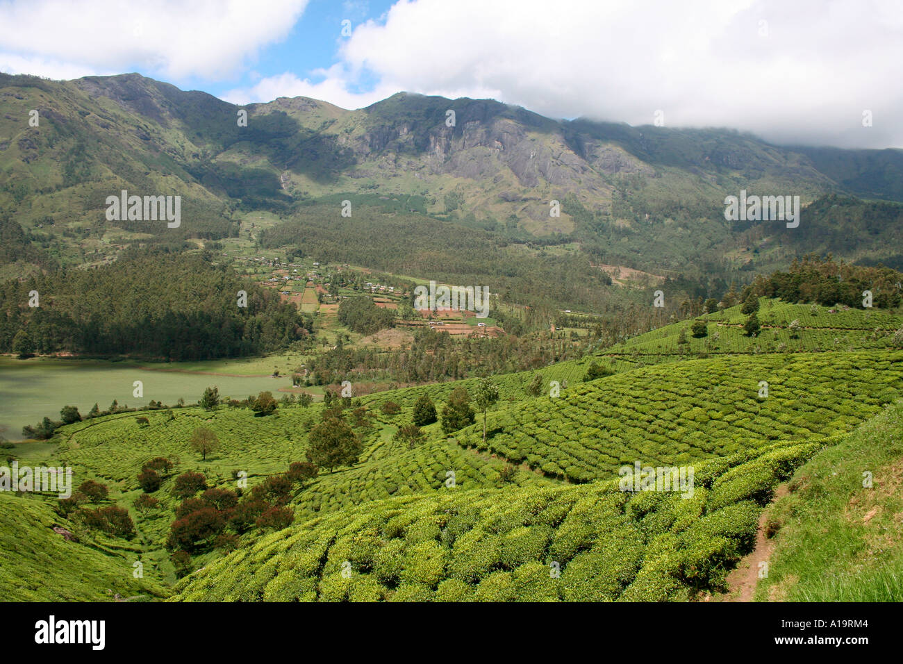 Tea estate in Munnar, a major hill station and tourist destination in ...