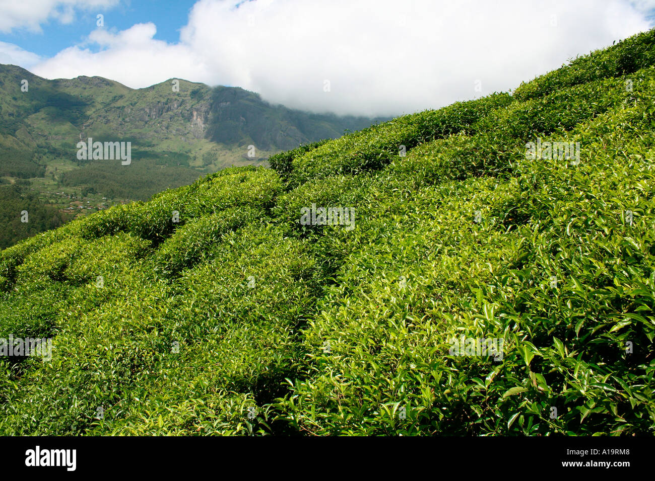 Tea estate in Munnar, a major hill station and tourist destination in ...