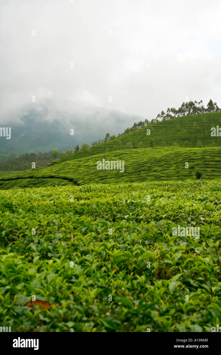 Tea estate in Munnar, a major hill station and tourist destination in ...