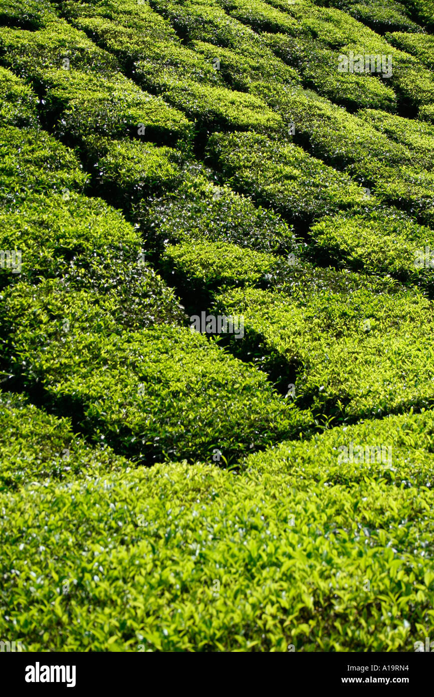 Tea estate in Munnar, a major hill station and tourist destination in ...