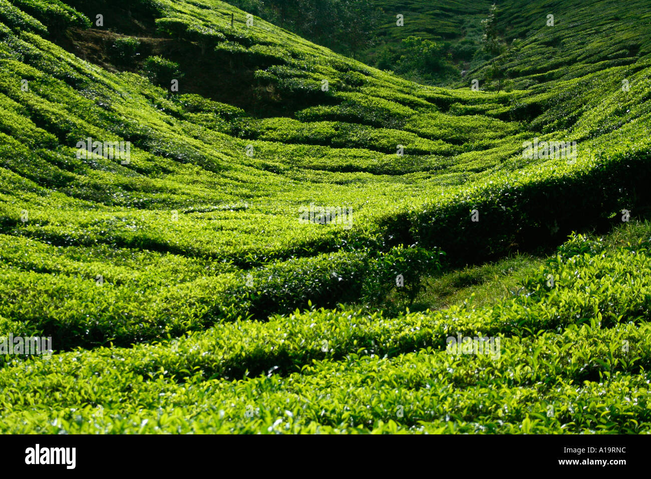 Tea estate in Munnar, a major hill station and tourist destination in ...