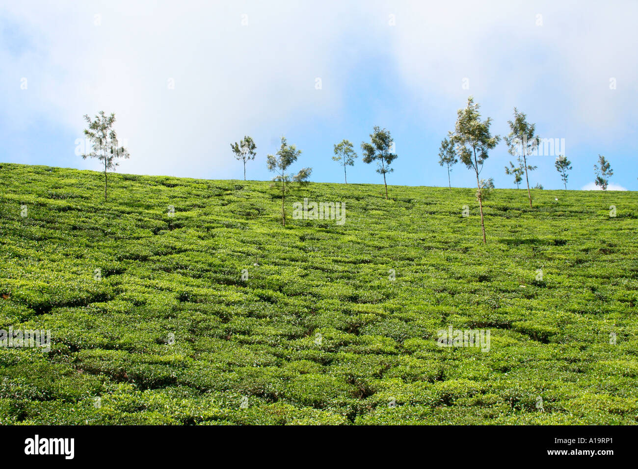 Tea estate in Munnar, a major hill station and tourist destination in ...