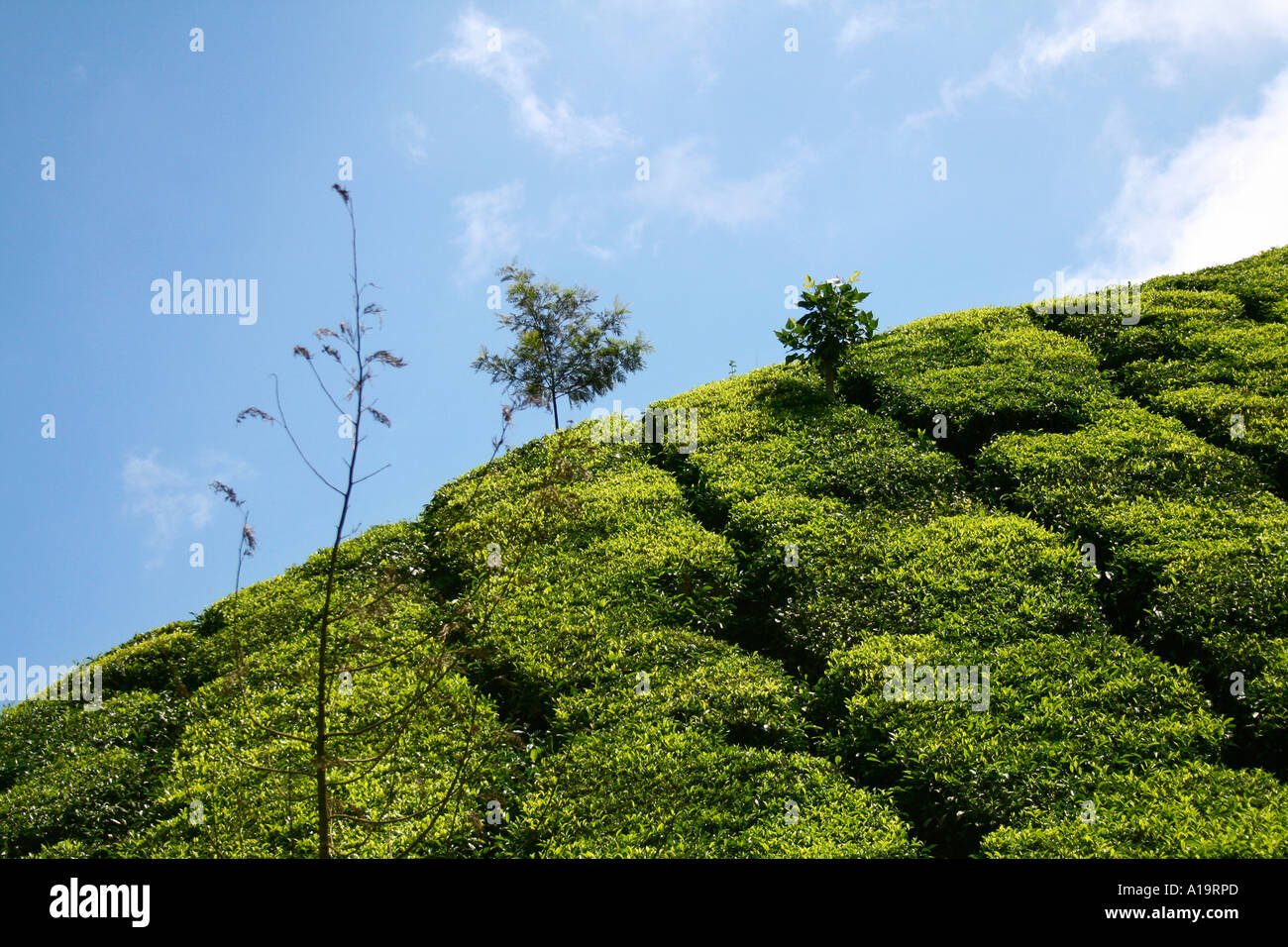 Tea estate in Munnar, a major hill station and tourist destination in ...