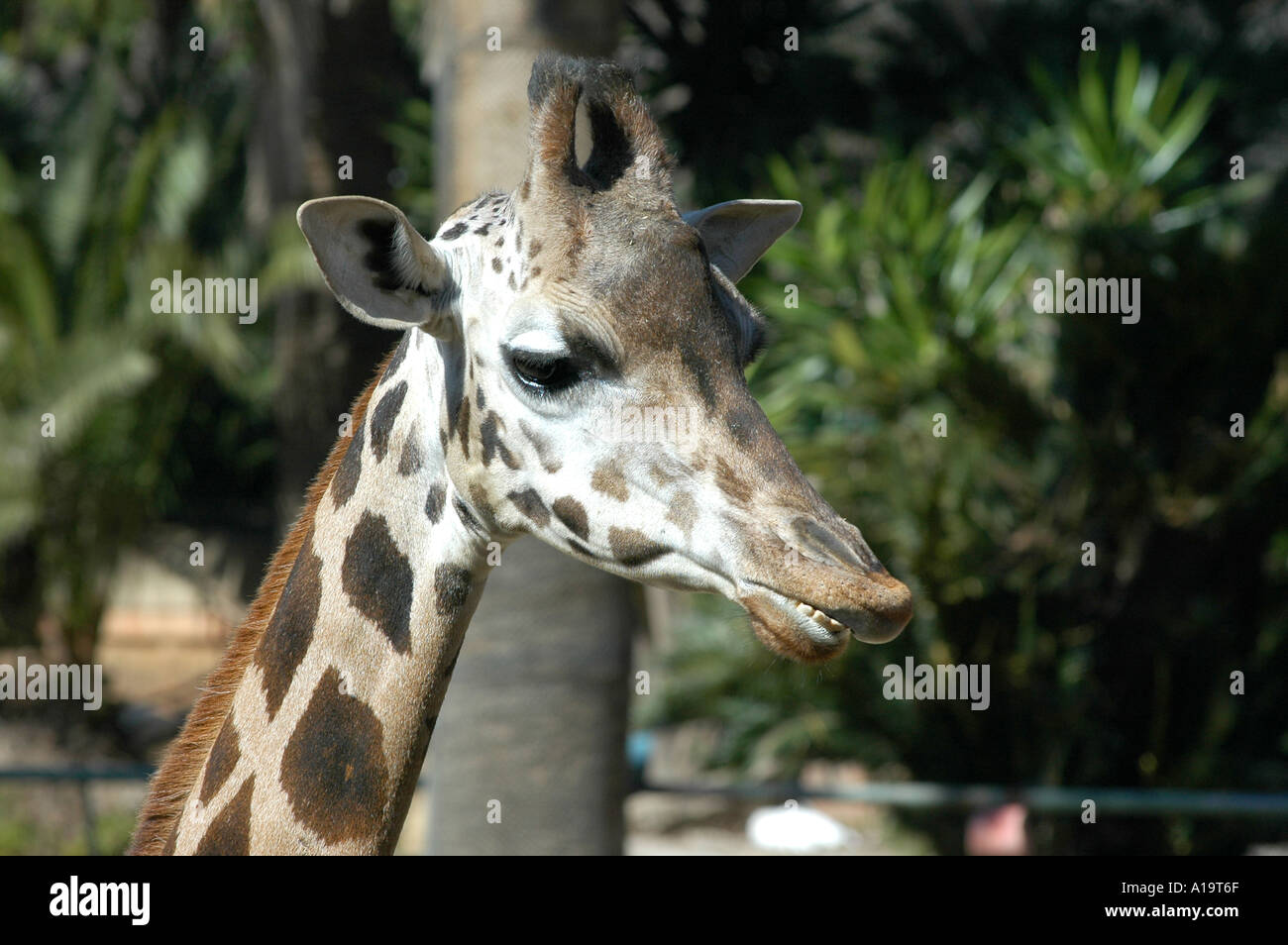Giraffe backs hi-res stock photography and images - Alamy