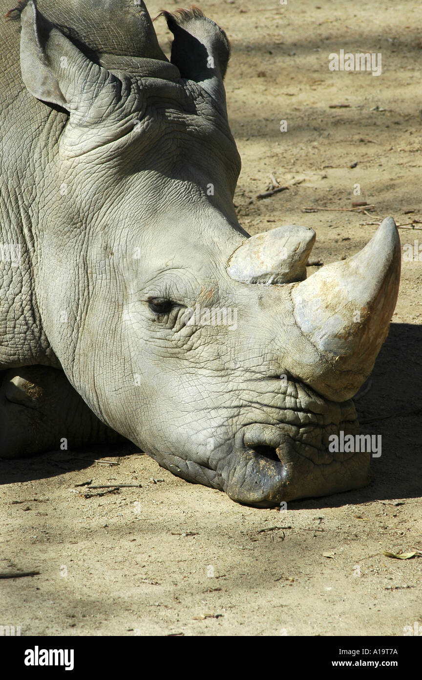White rinoceros at Barcelona s Zoo Stock Photo - Alamy