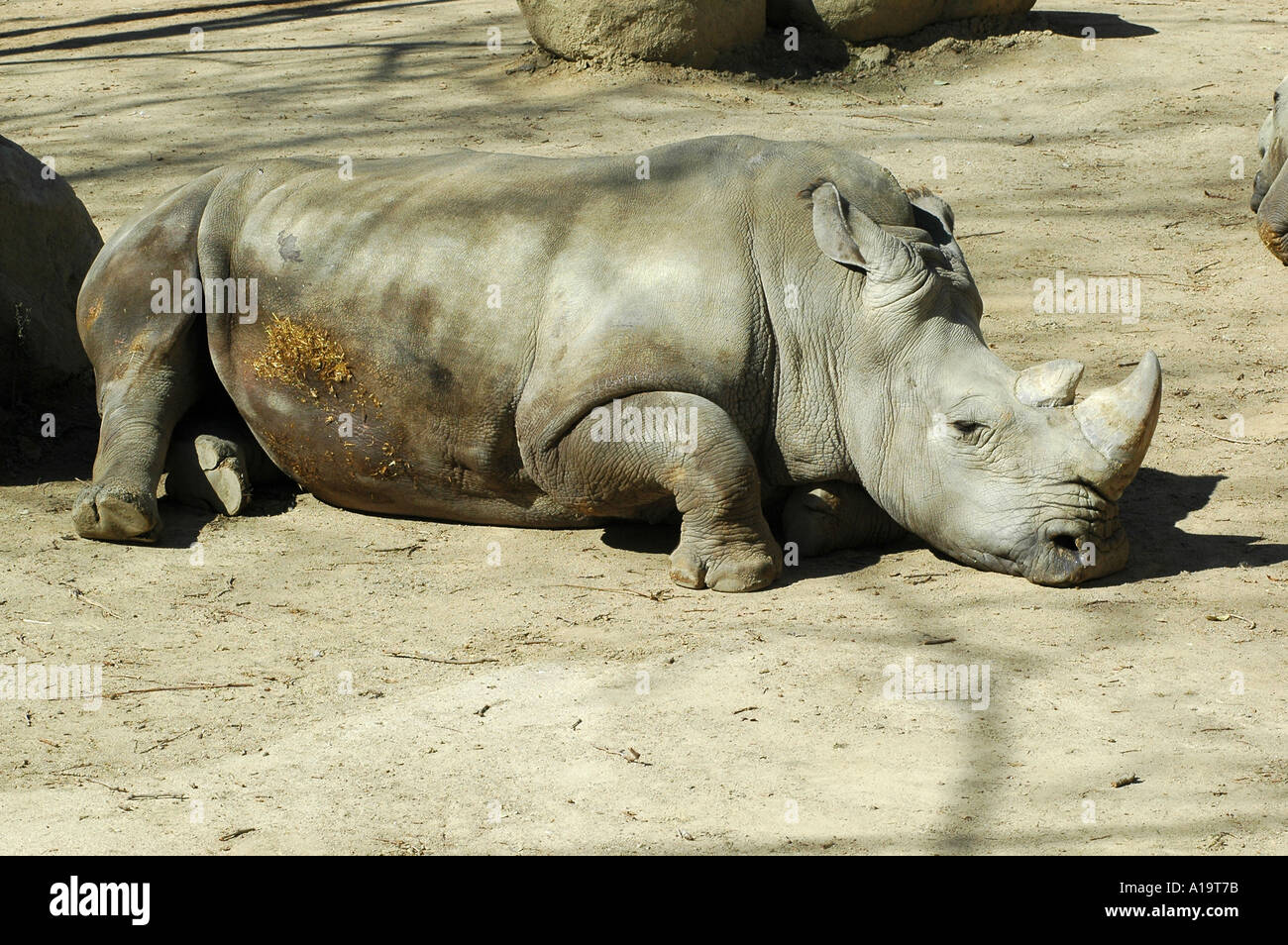 White rhinoceros barcelona zoo hi-res stock photography and images - Alamy