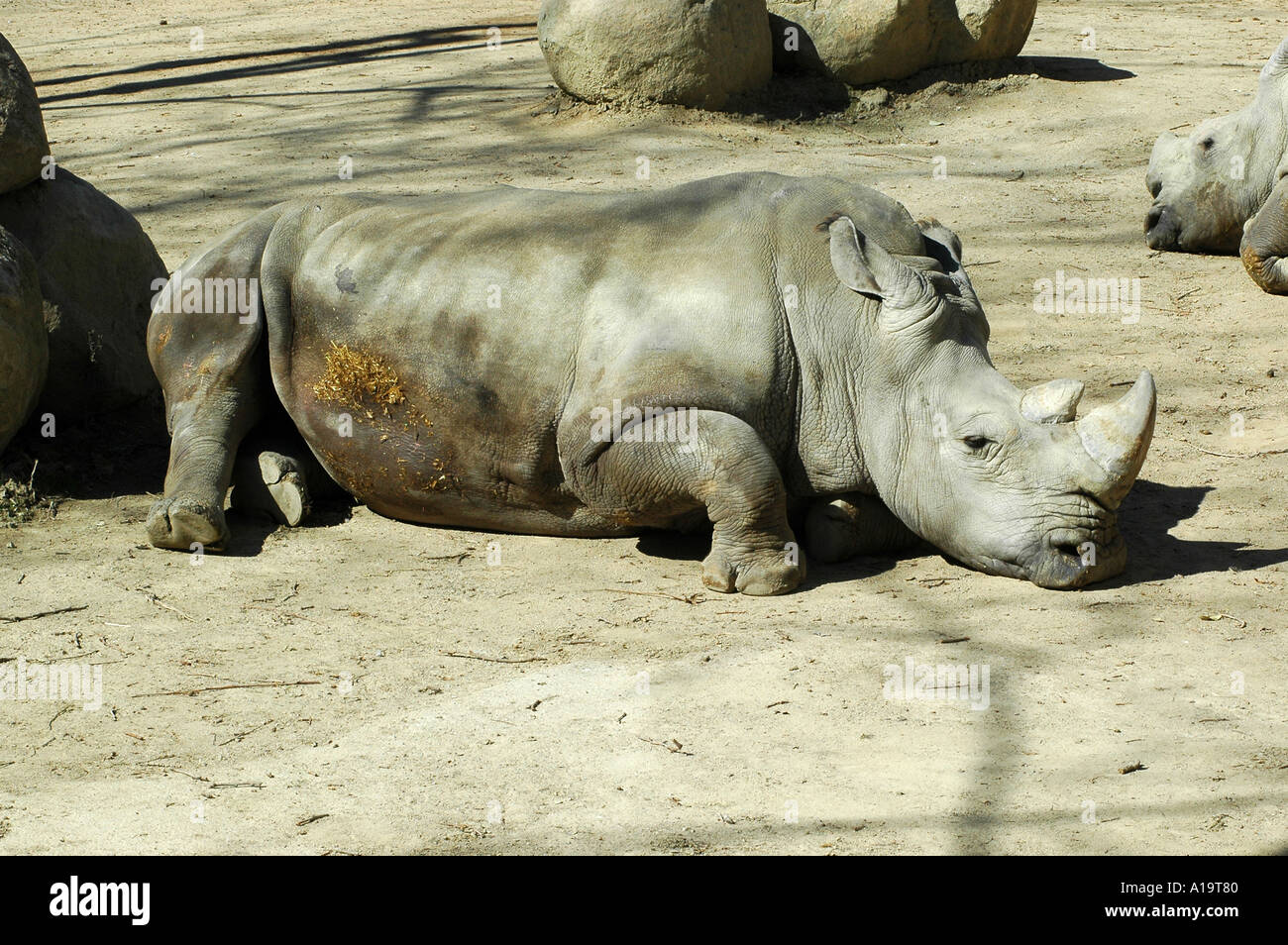 White rinoceros at Barcelona s Zoo Stock Photo - Alamy