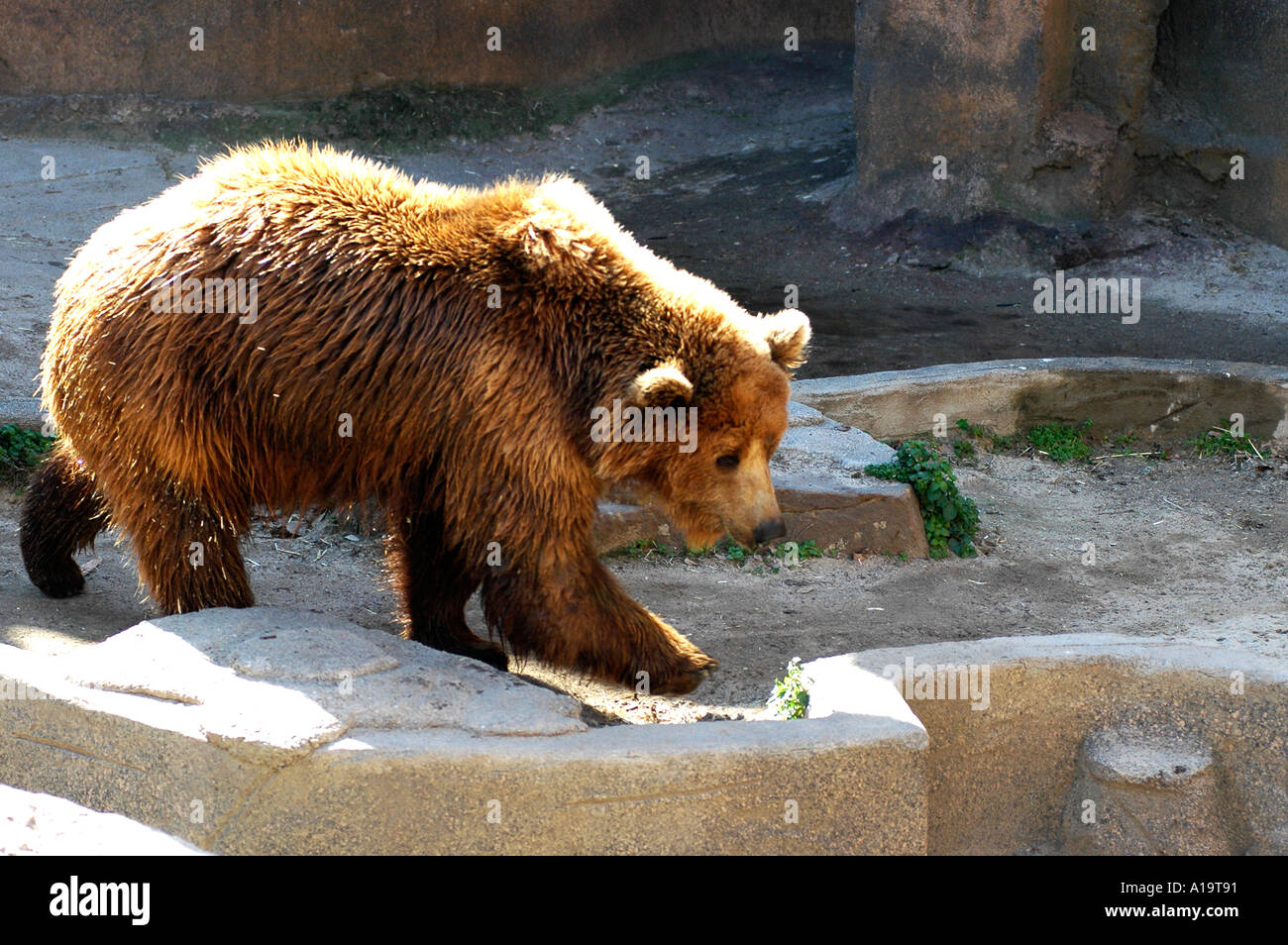 Brown Bear at Barcelona s Zoo Stock Photo - Alamy