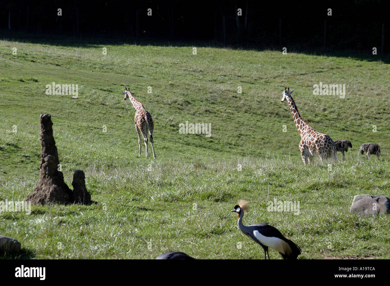 Giraffe grassland hi-res stock photography and images - Alamy