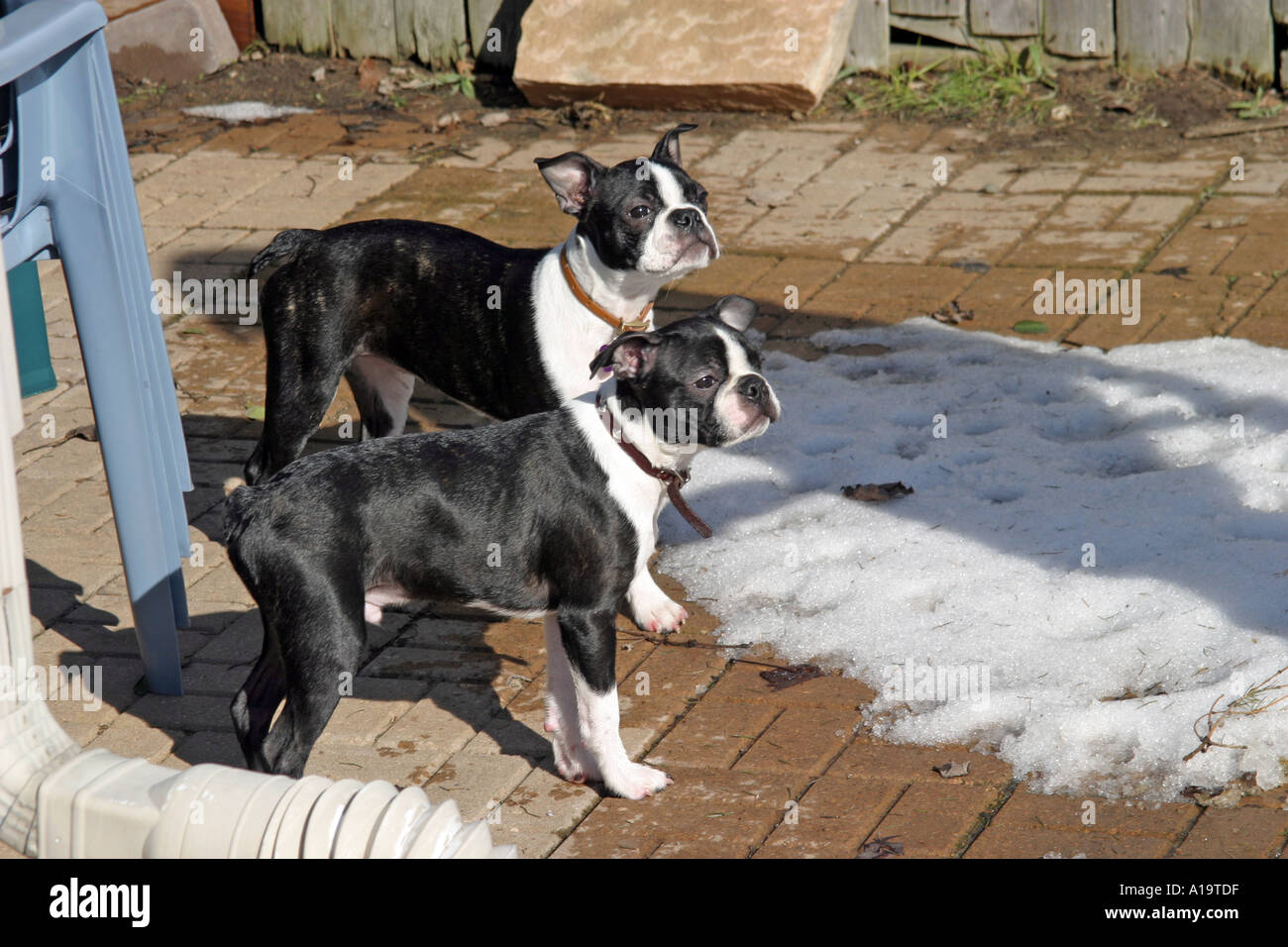 Two boston terrier puppies hi-res stock photography and images - Alamy