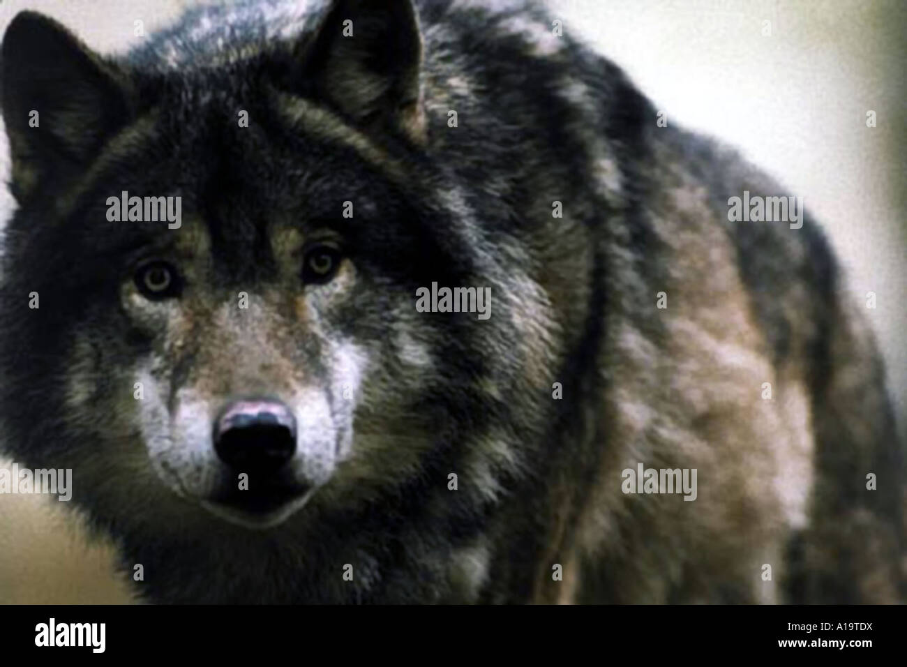 Misa mi Year 2003 Director Linus Torell Stock Photo - Alamy