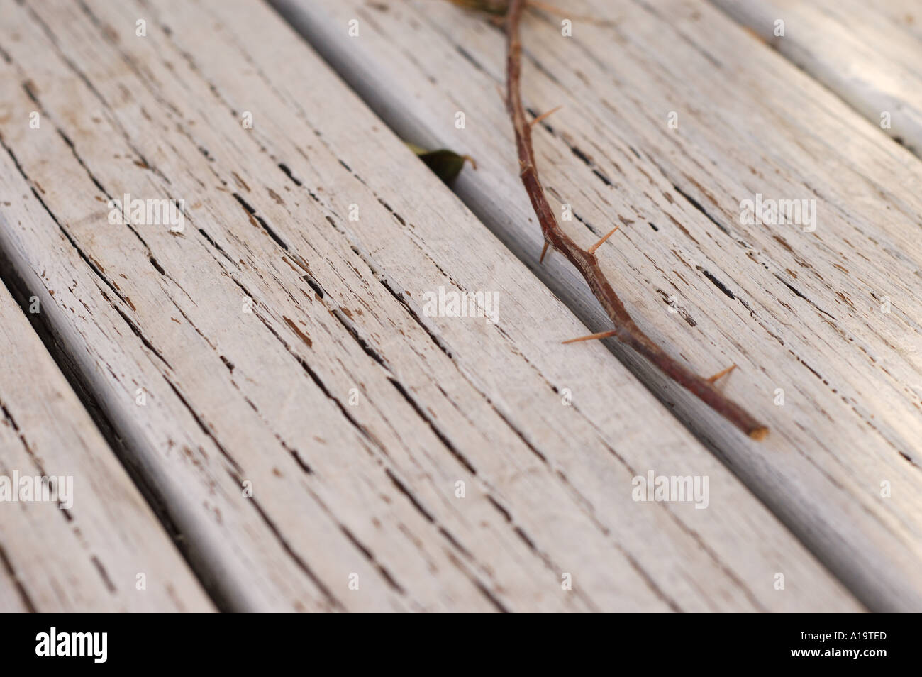 Detail of small twig on white washed wood deck Stock Photo - Alamy