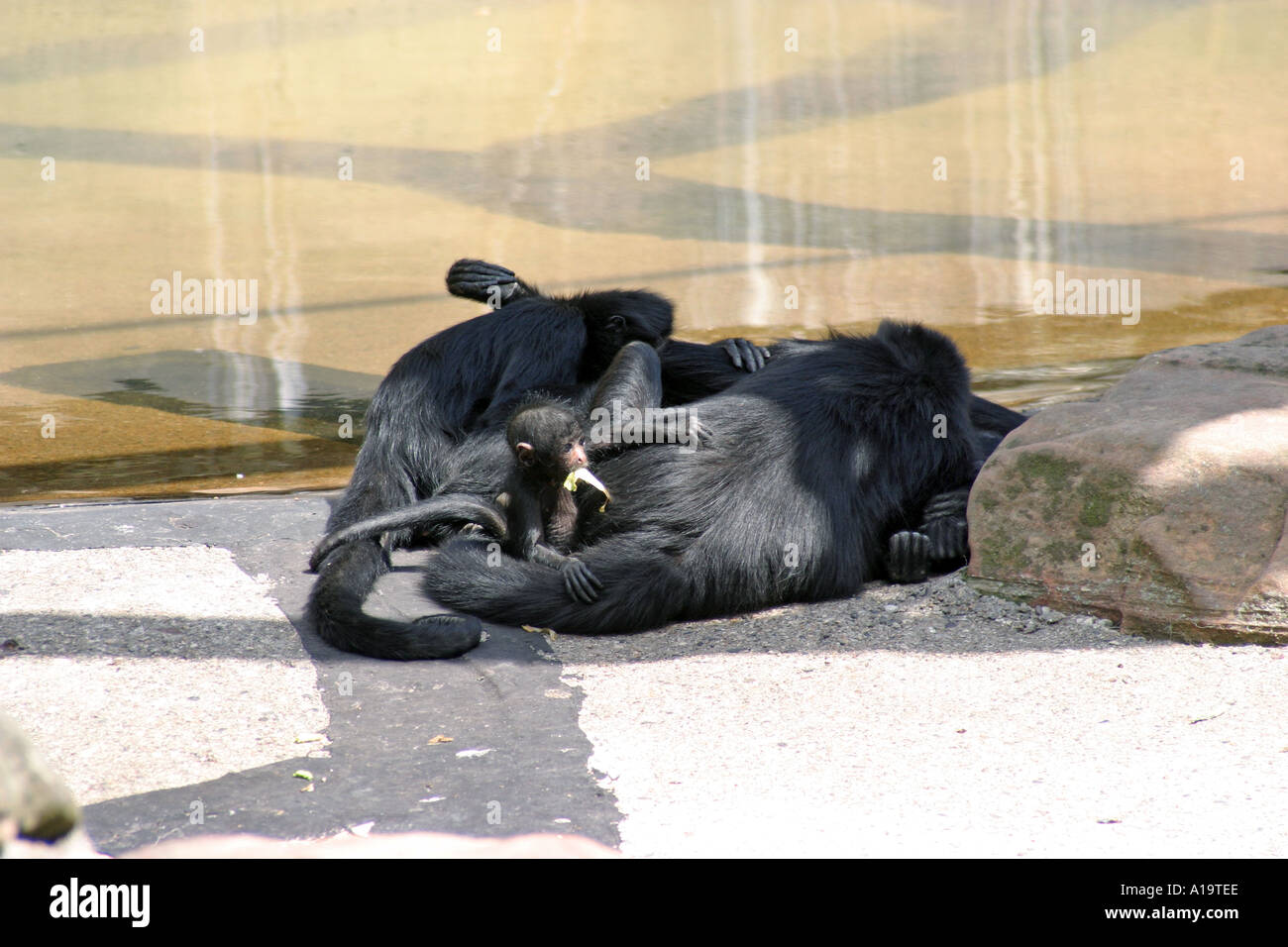 Spider Monkeys sleeping in John Ball Zoo, Grand Rapids, Michigan Stock ...