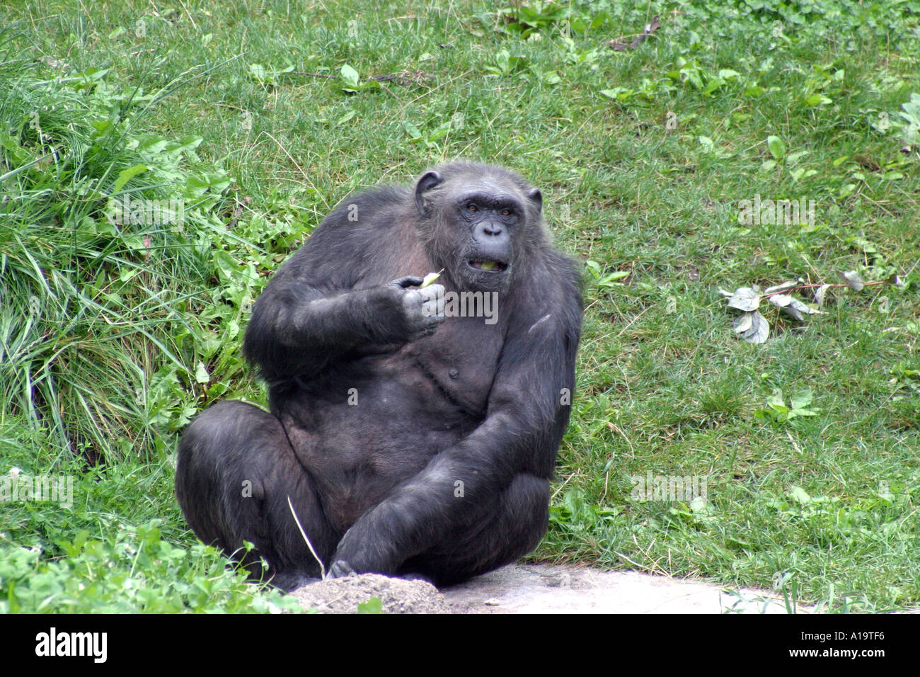 Laid back hi-res stock photography and images - Alamy