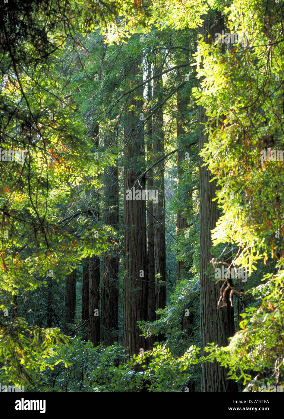 Redwoods in Muir Woods Marin County California USA Stock Photo - Alamy