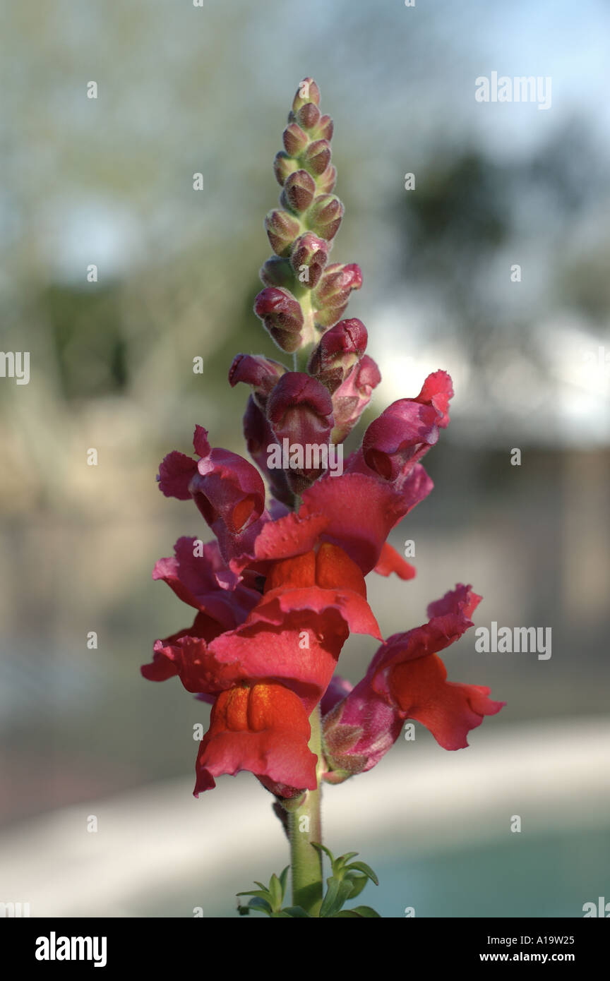 Parts of blooms hi-res stock photography and images - Alamy