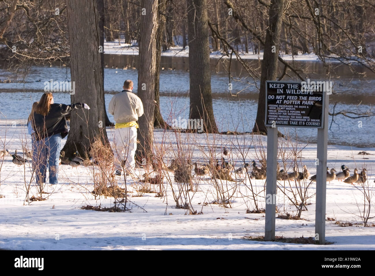People feeding ducks near a do not feed the ducks sign Stock Photo - Alamy