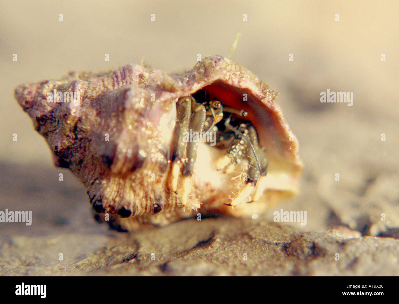 Queenland beach hi-res stock photography and images - Alamy