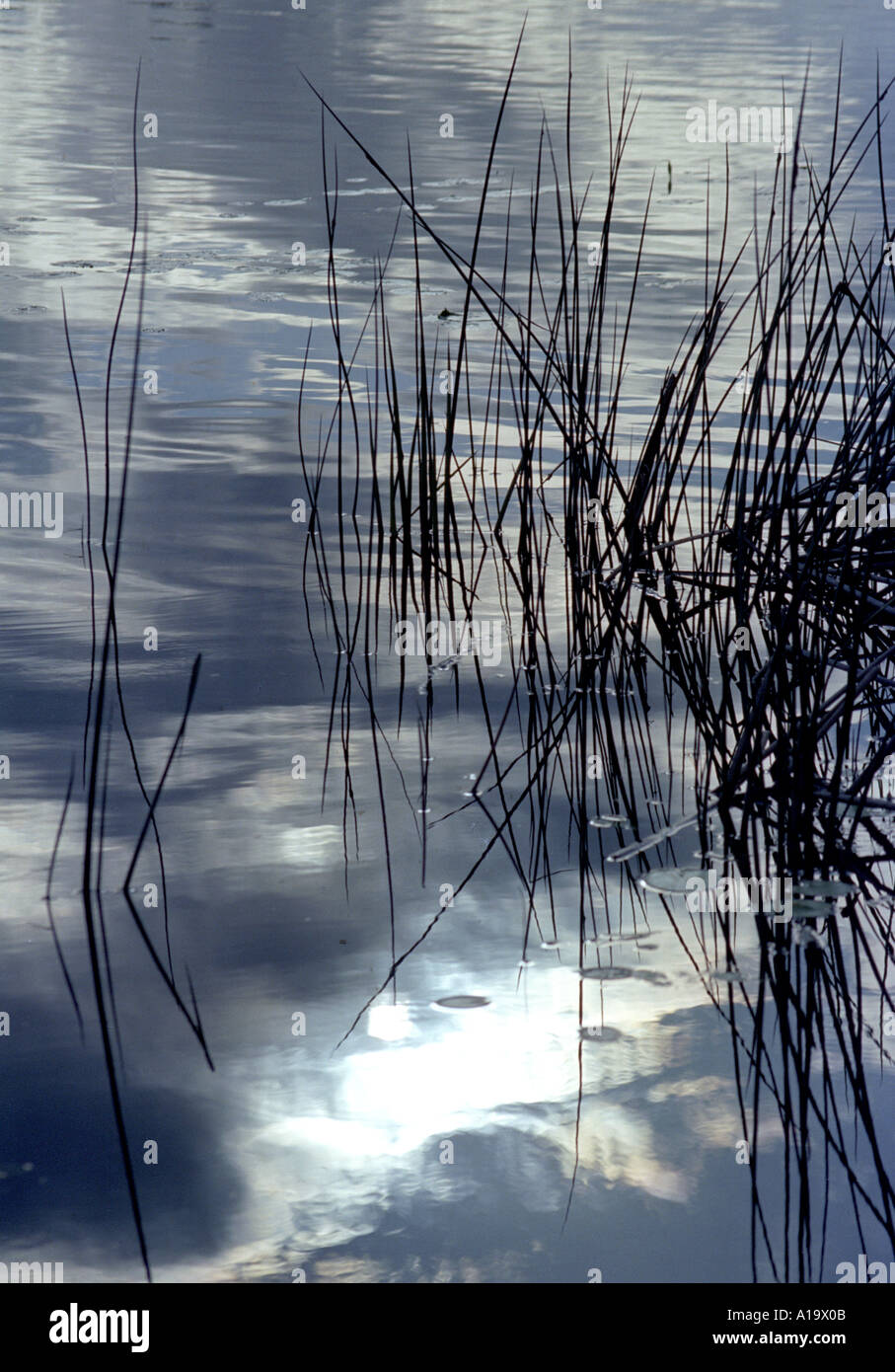 A SILHOUETTE OF REEDS IN THE WATER IN A CREEK SUNSHINE COAST QUEENSLAND ...