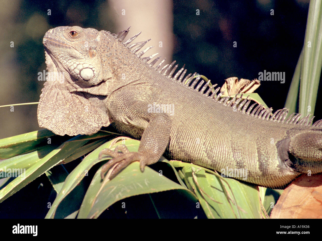 A BEARDED WATER DRAGON SITTING ON A GREEN TREE BRANCH Stock Photo - Alamy