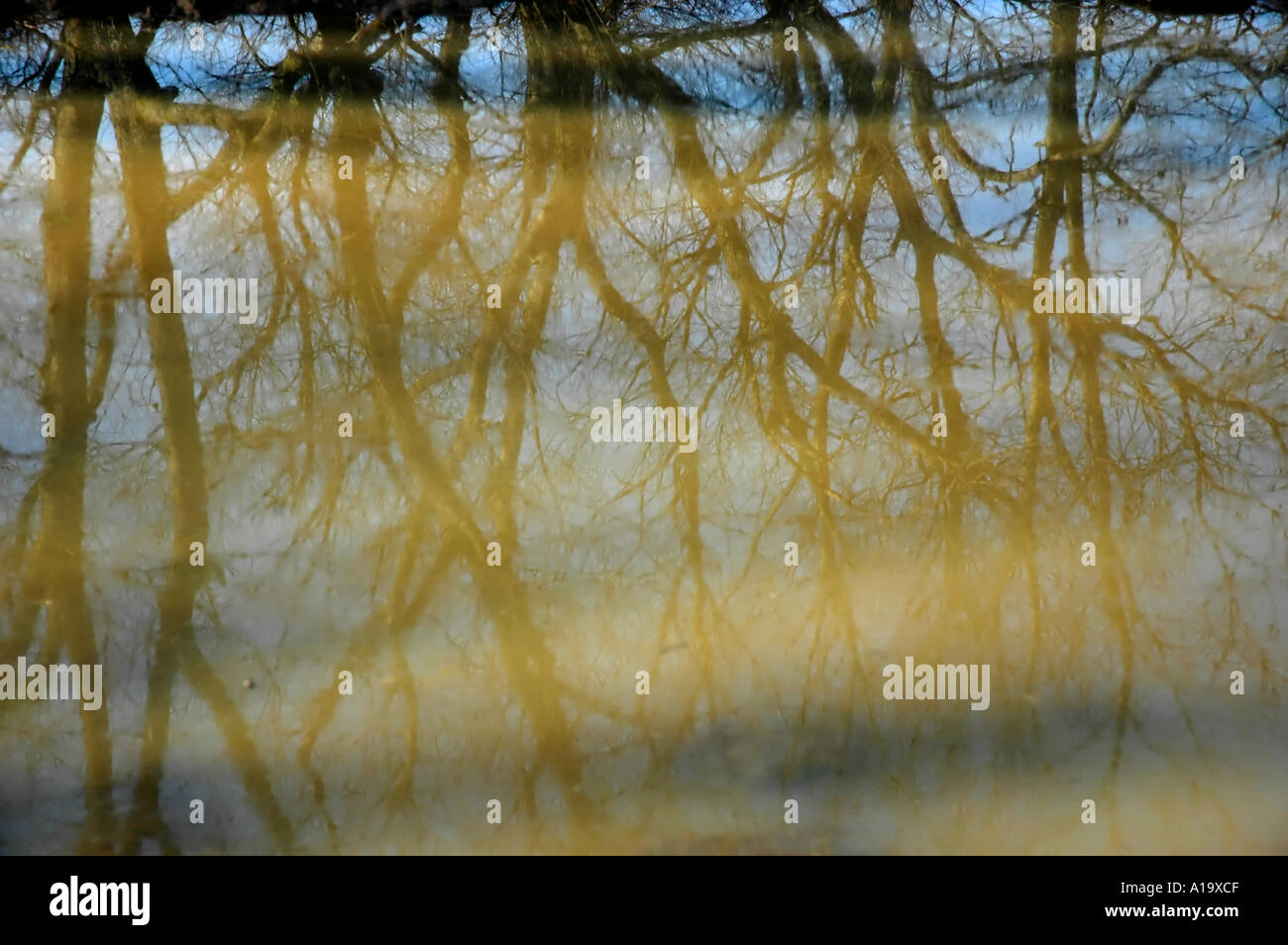 Overlapping trees hi-res stock photography and images - Alamy