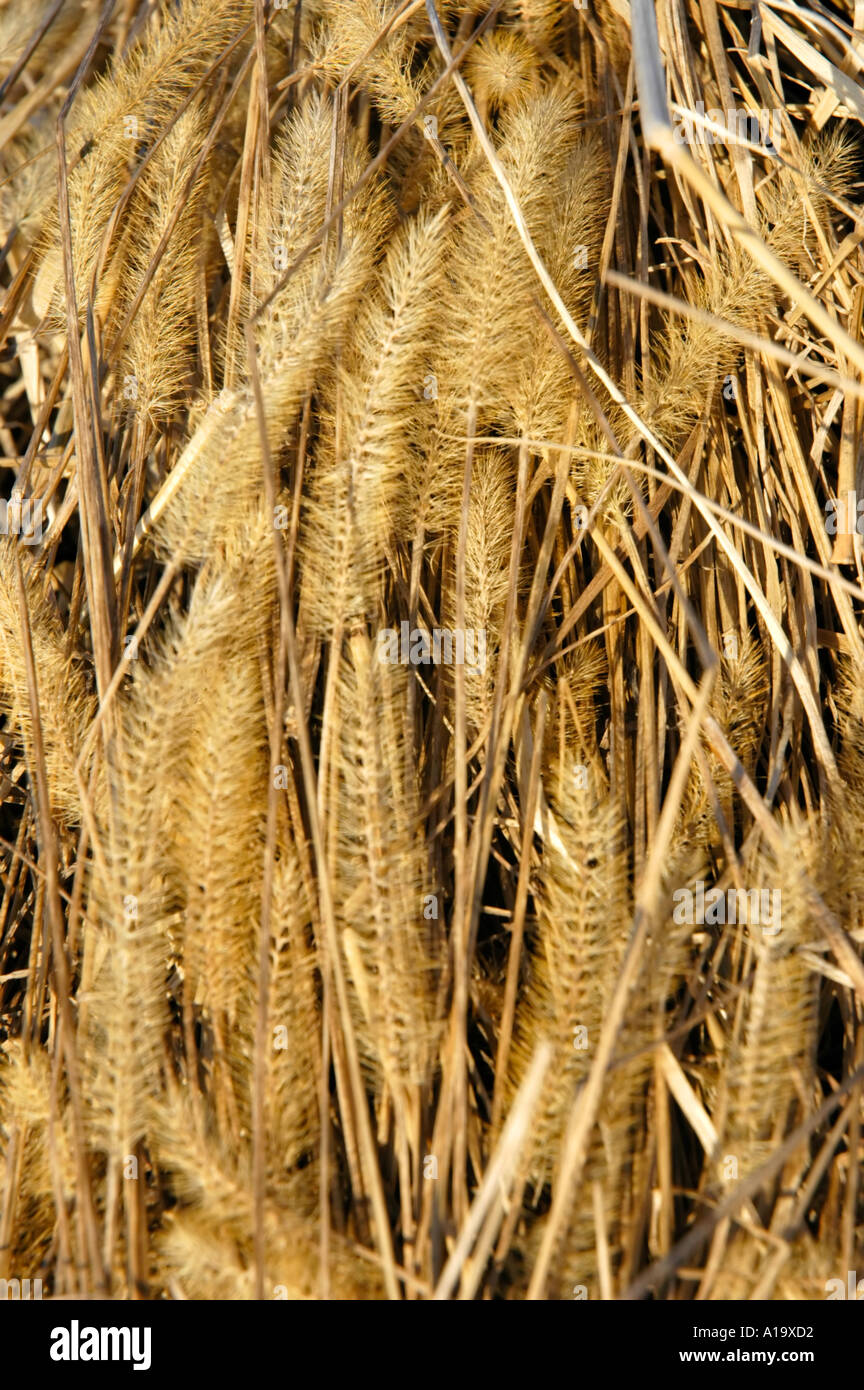 Yellow seed heads winter hi-res stock photography and images - Alamy