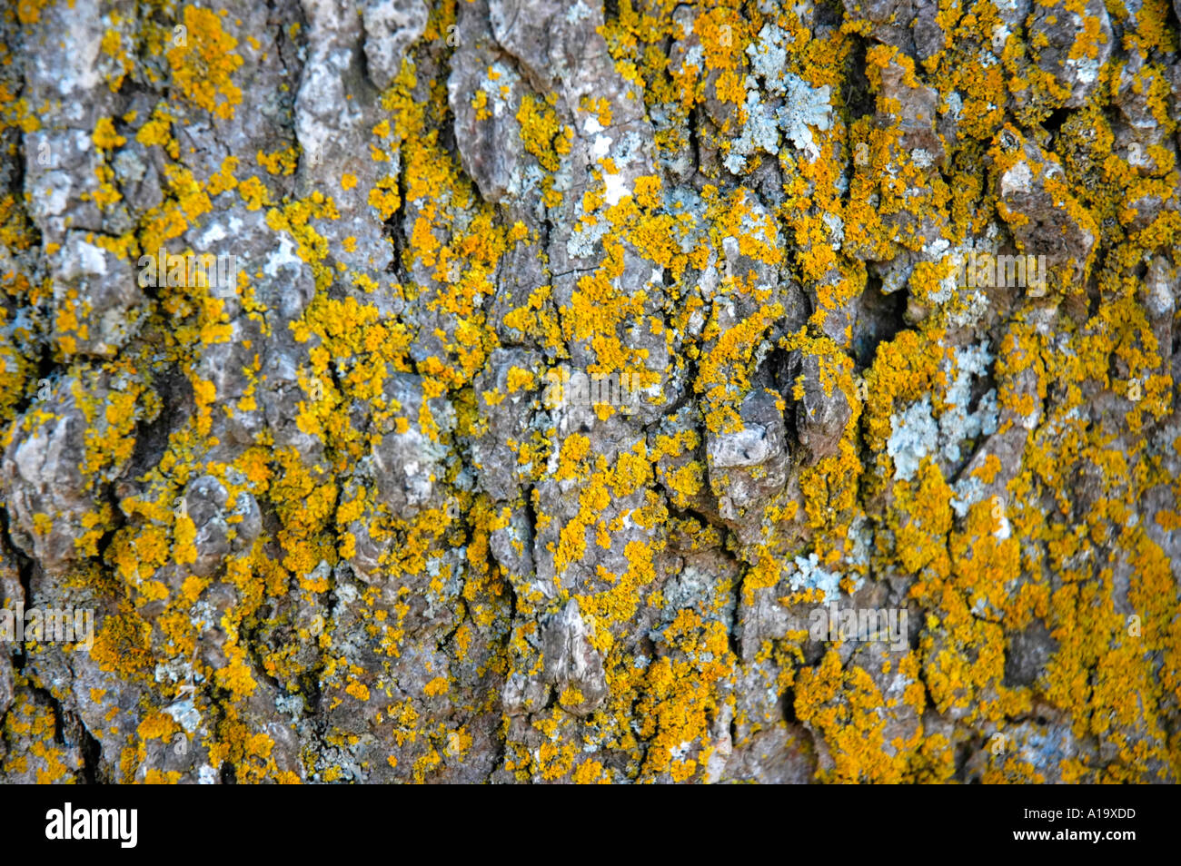 Tree bark and lichen Stock Photo - Alamy