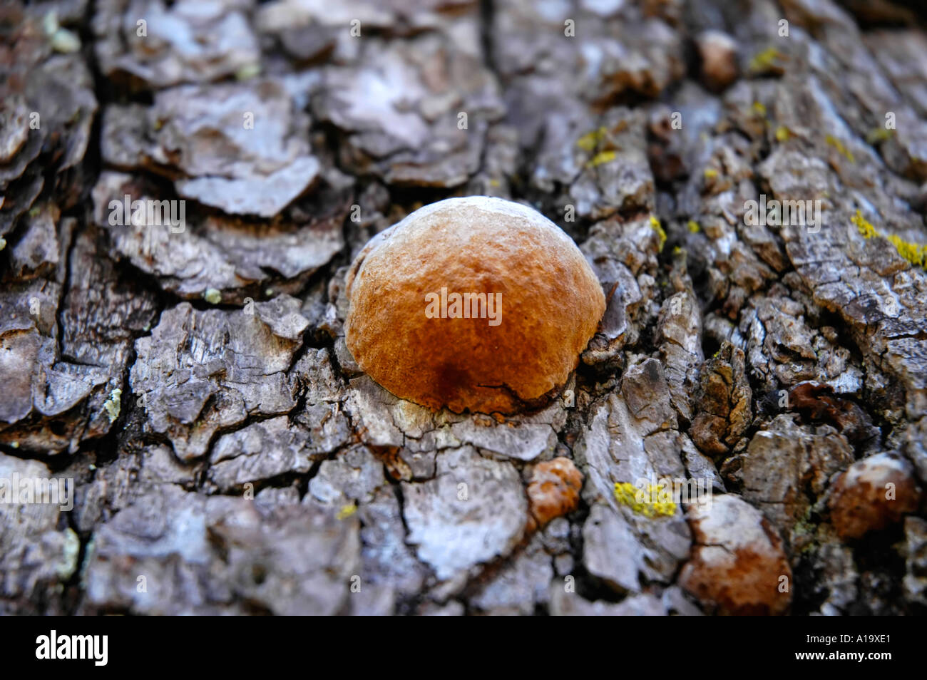 Tree bark and fungus Stock Photo - Alamy