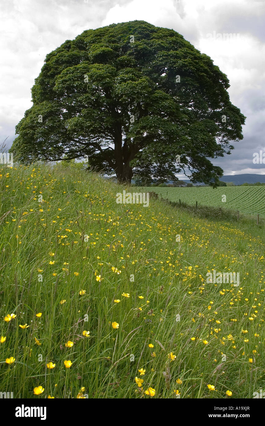 Robert mayne hi-res stock photography and images - Alamy