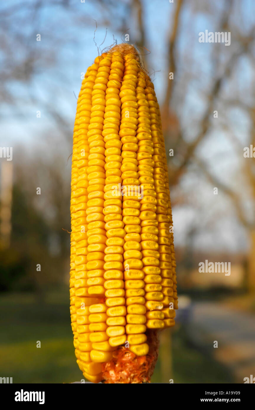 Golden ear of dried corn Stock Photo - Alamy
