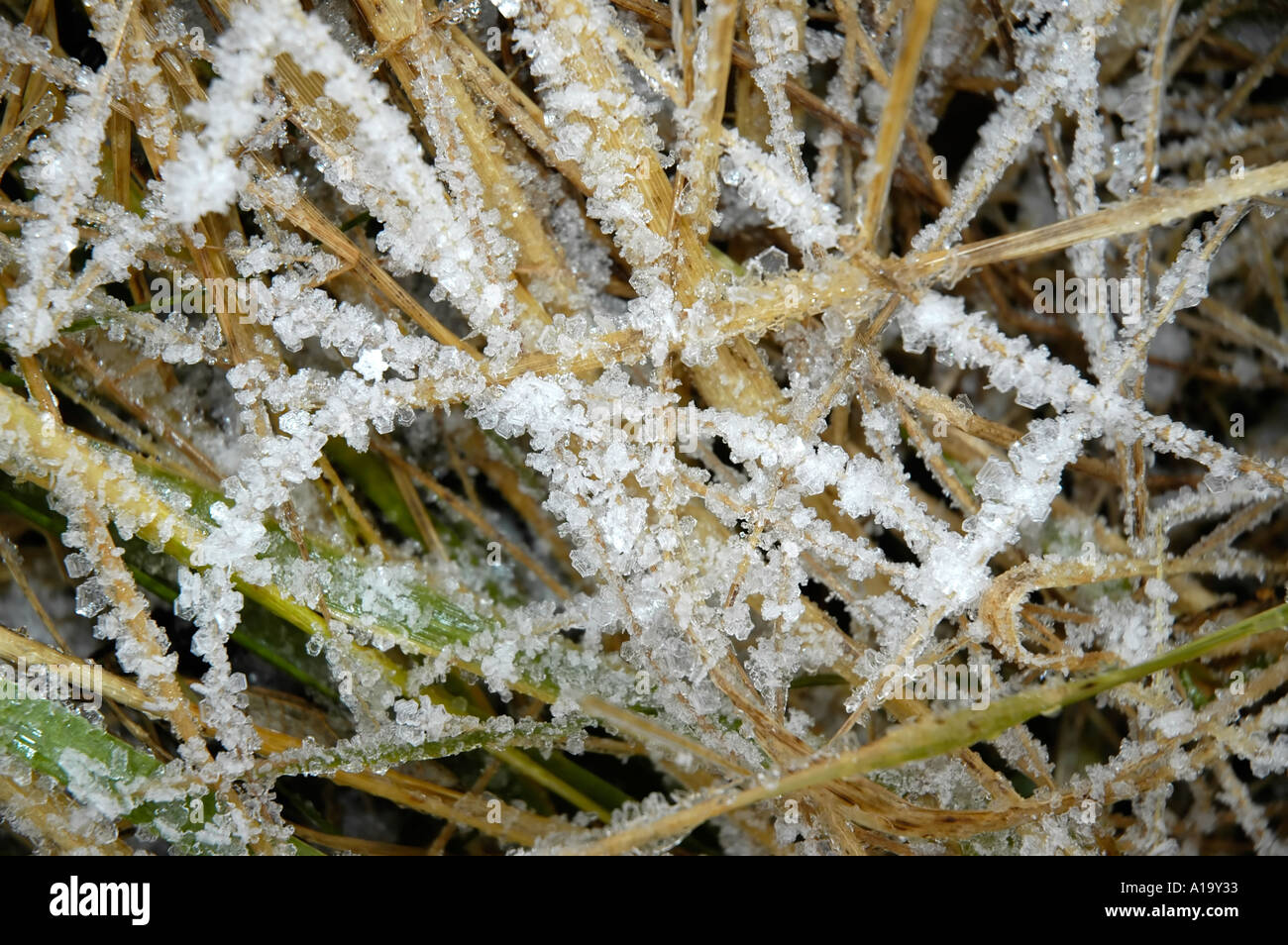 Ice crystals on blades of grass formed during a winter storm Stock ...