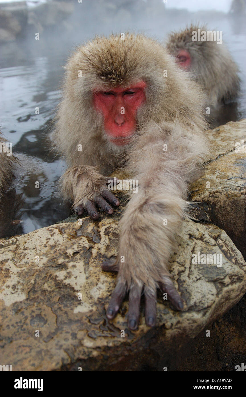 Japanese Macaque in hot spring Nagano Japan Stock Photo - Alamy
