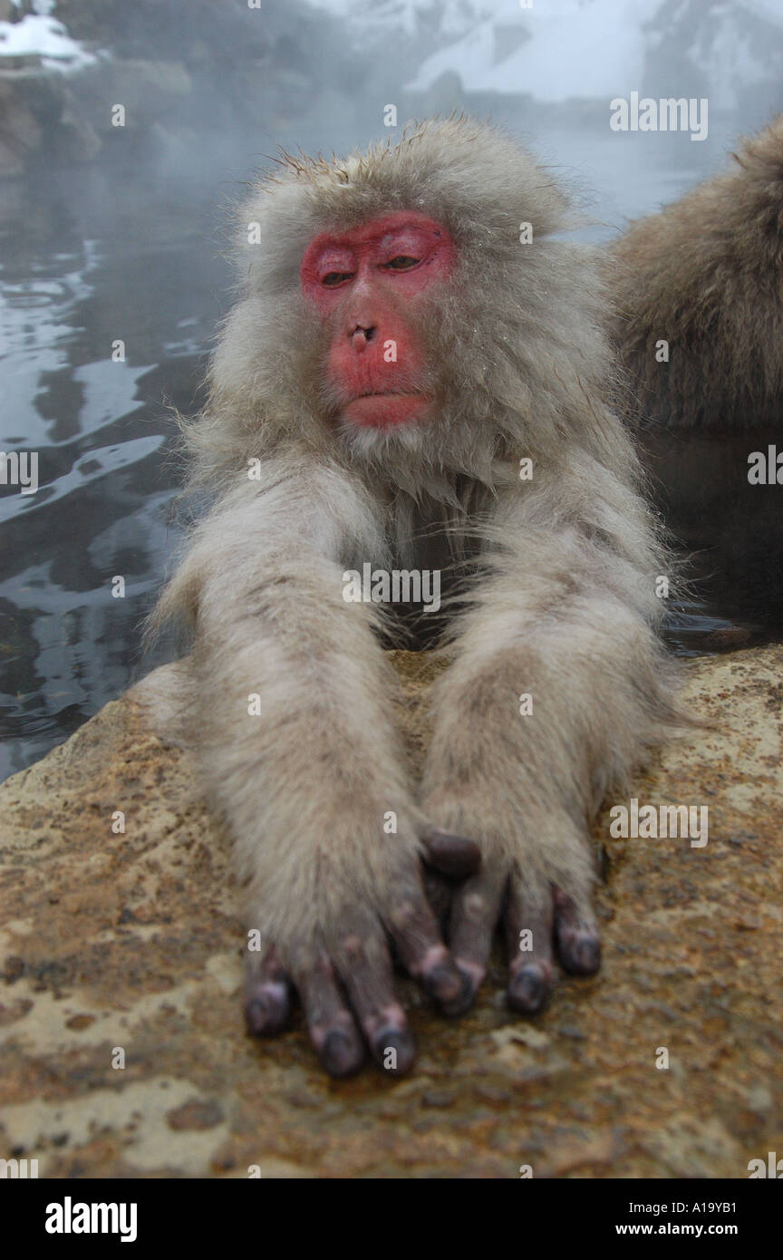 Japanese Macaque in hot spring Nagano Japan Stock Photo - Alamy