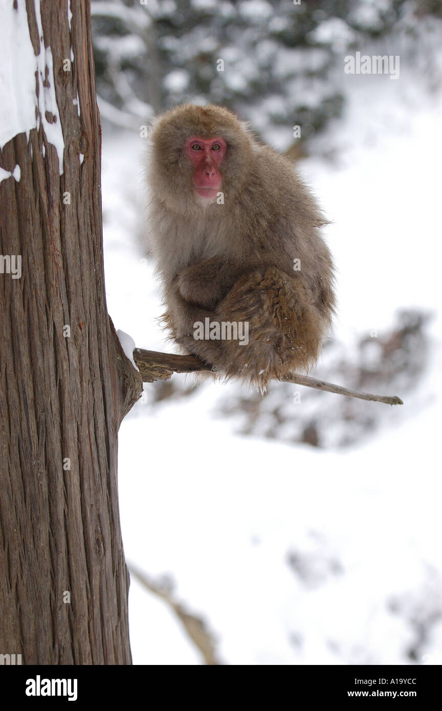 Japanese macaque sitting on tree hi-res stock photography and images ...