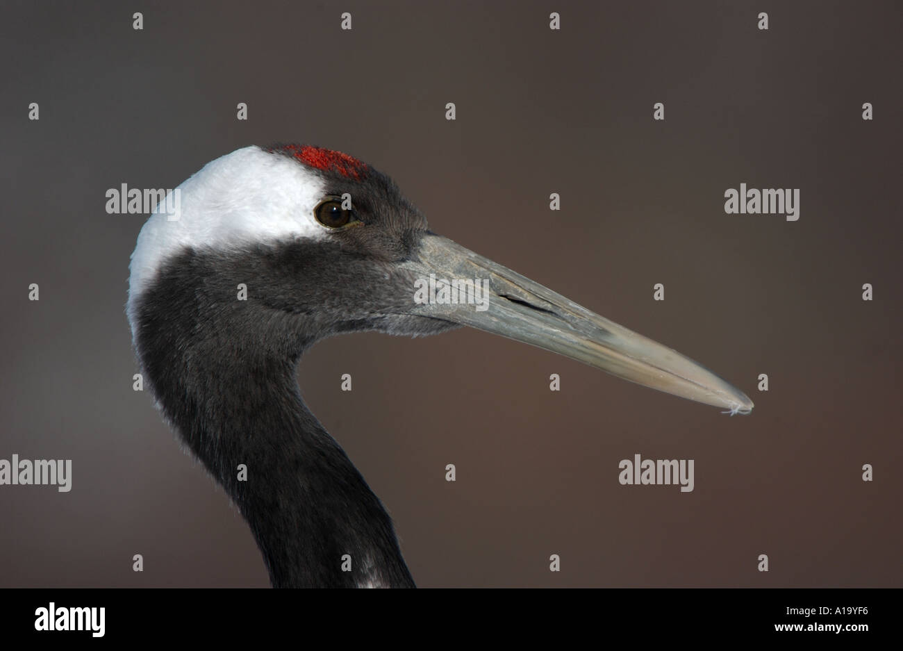 Head crane hi-res stock photography and images - Alamy