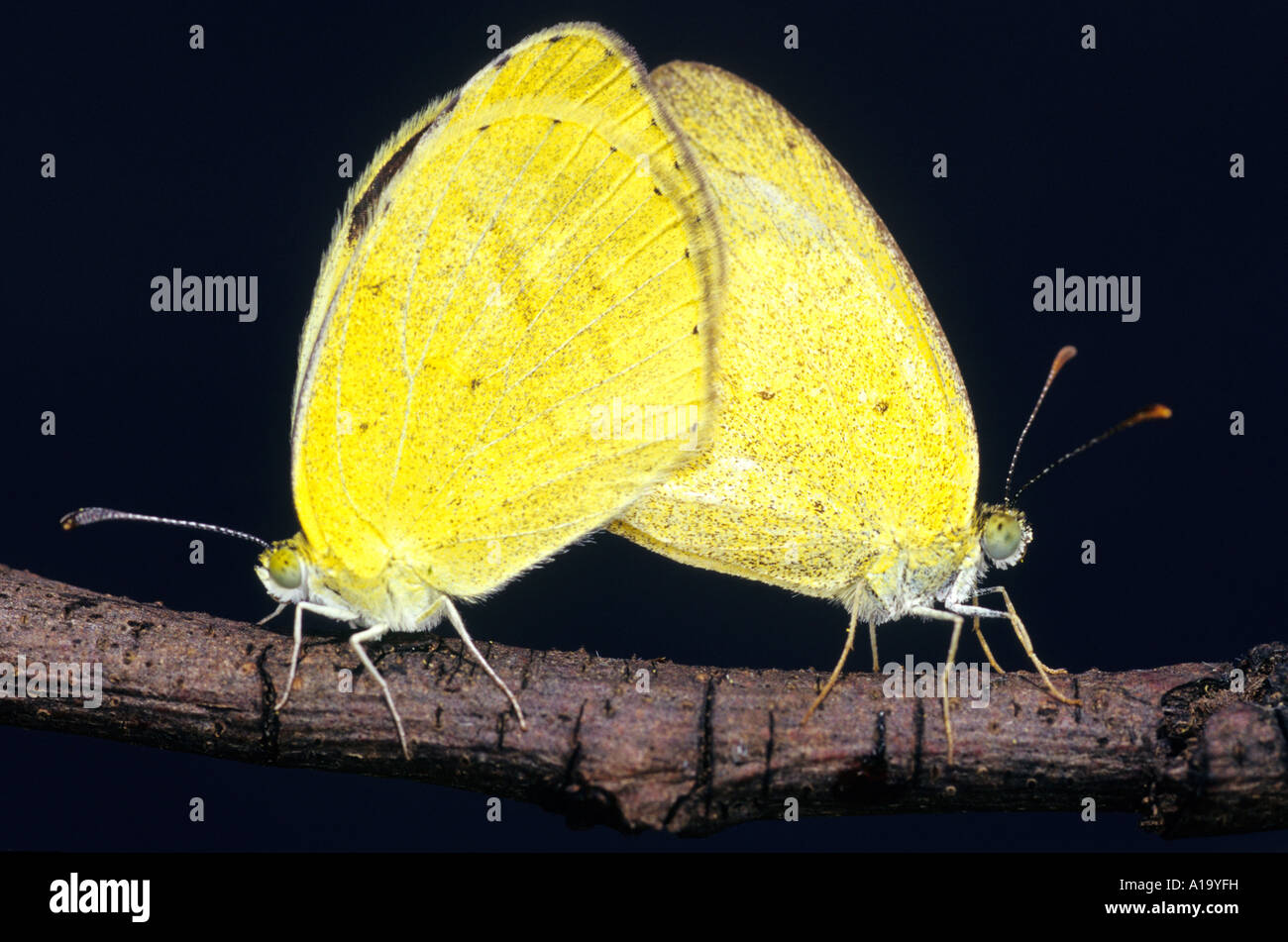 Small grass yellow, Eurema brigitta (Mating) Pieridae on a stick ...