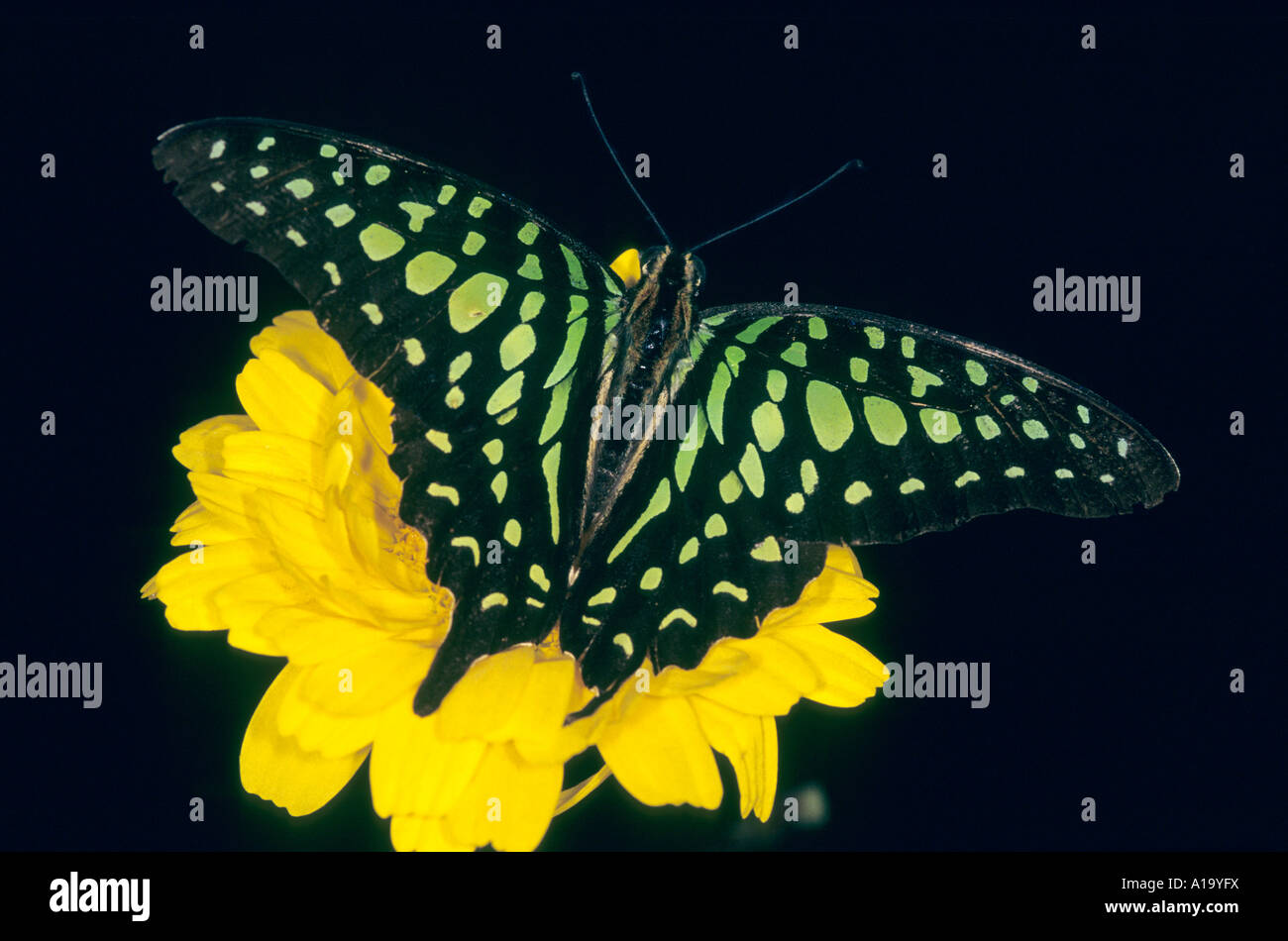 Green Spotted Triangle Butterfly High Resolution Stock Photography and ...
