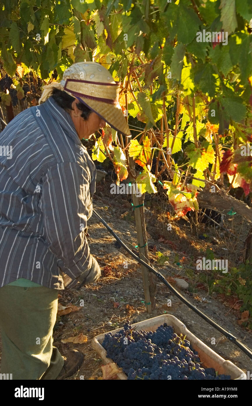 California napa valley yountville morningside hi-res stock photography ...