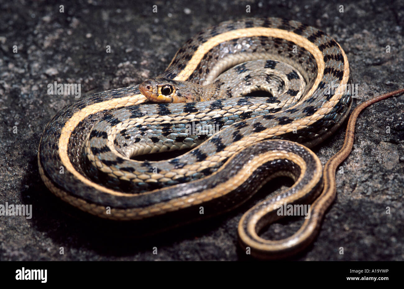 Stripped keel Back, Amphiesma stolata Kanha National park Madhya ...