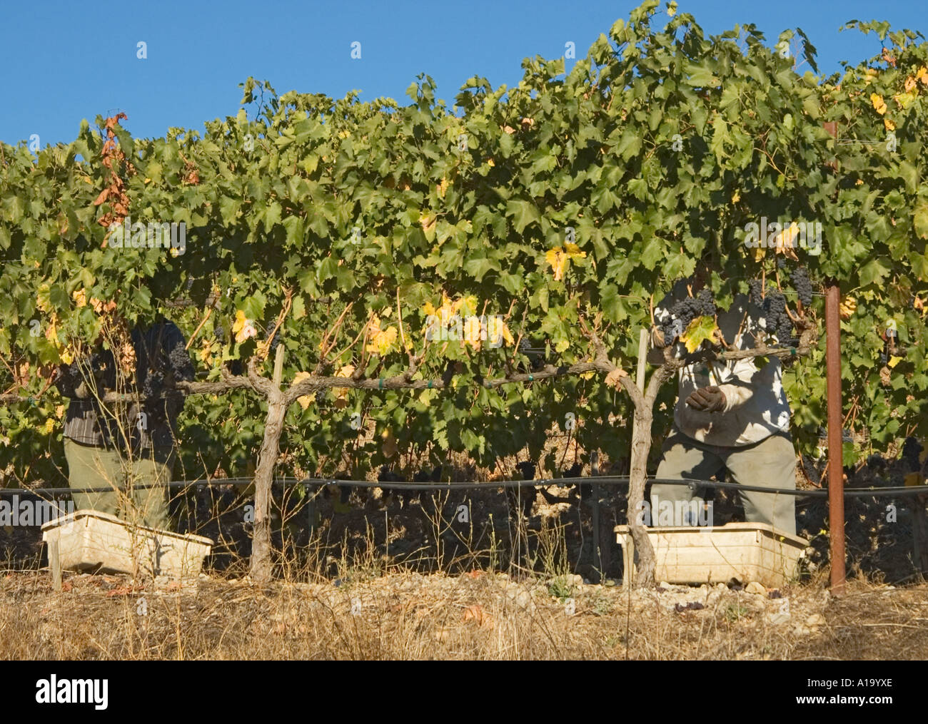 California Napa Valley Yountville Morningside Vineyard grape harvest ...
