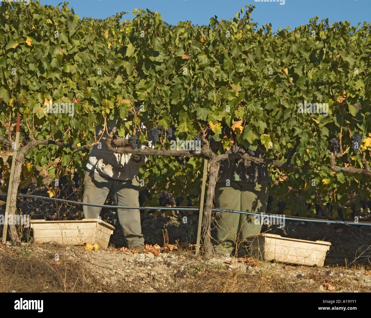 California grape picker hi-res stock photography and images - Alamy
