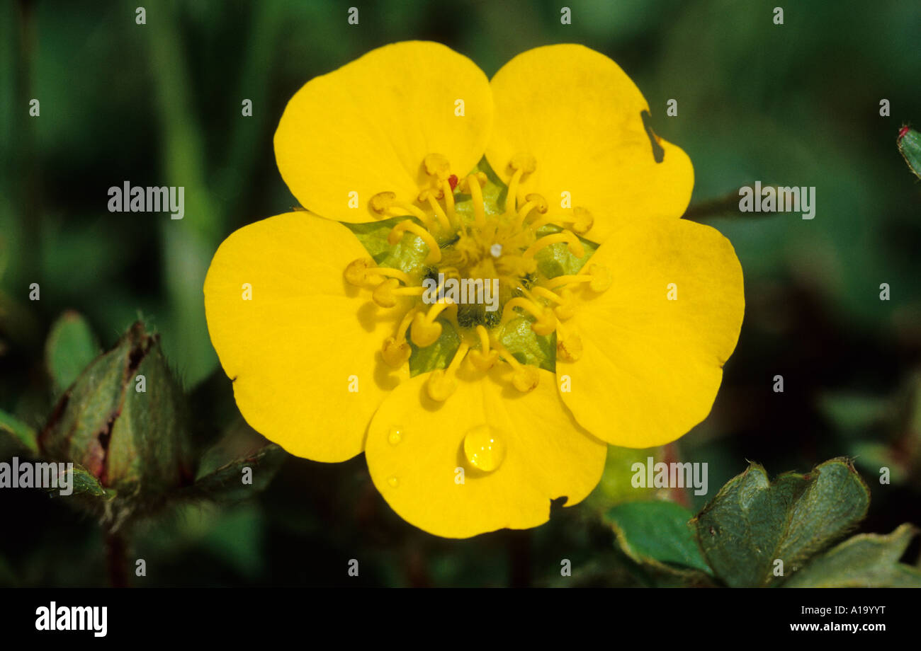 Close-up of Himalayan wild flower , Valley of flowers Uttranchal, India ...