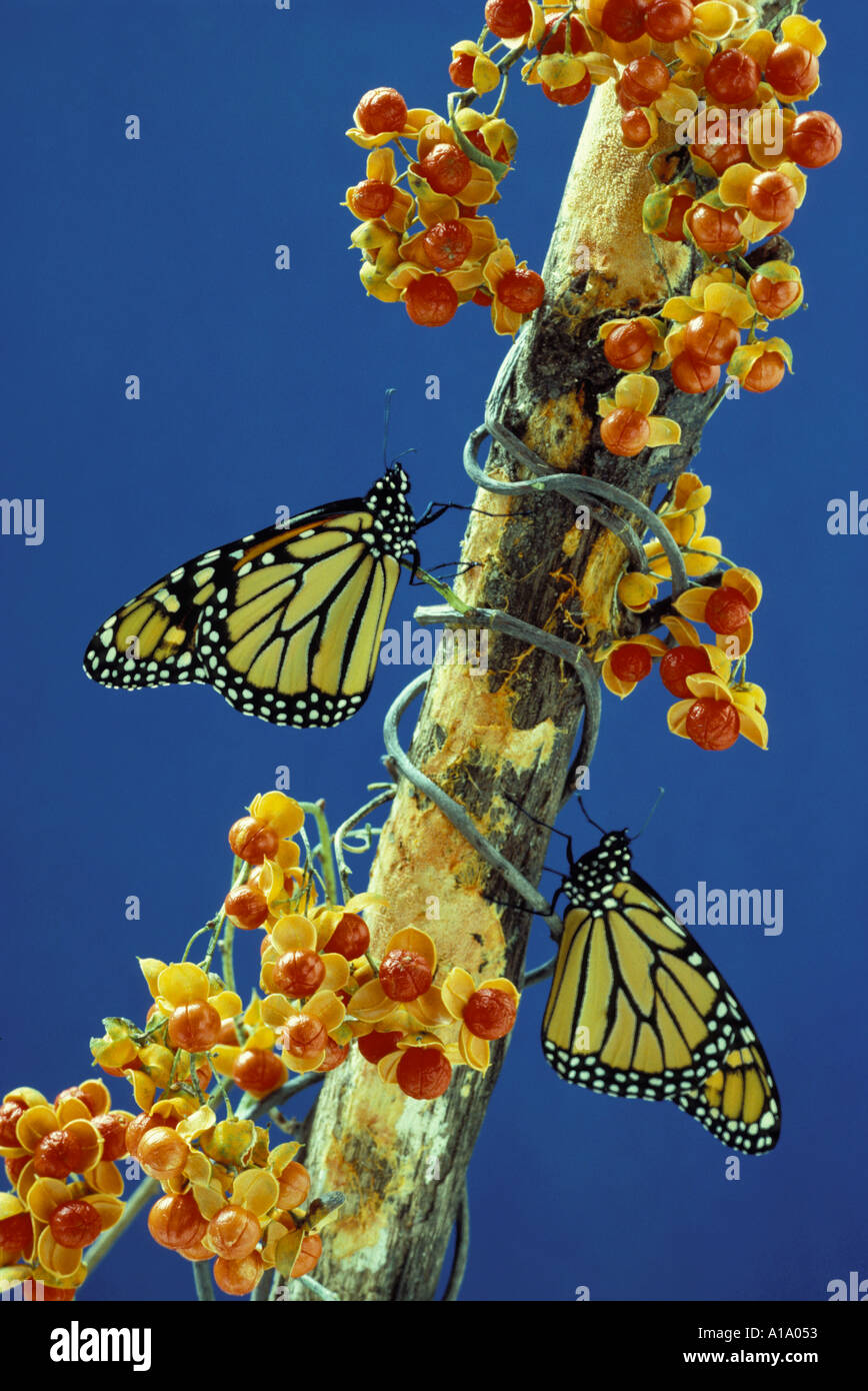Two Monarch butterflies, Danaus plexippus, perch together on a branch ...
